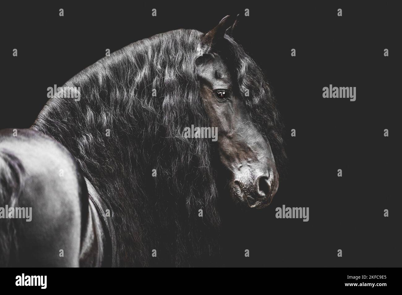 Black friesian baroque horse stallion hi-res stock photography and ...