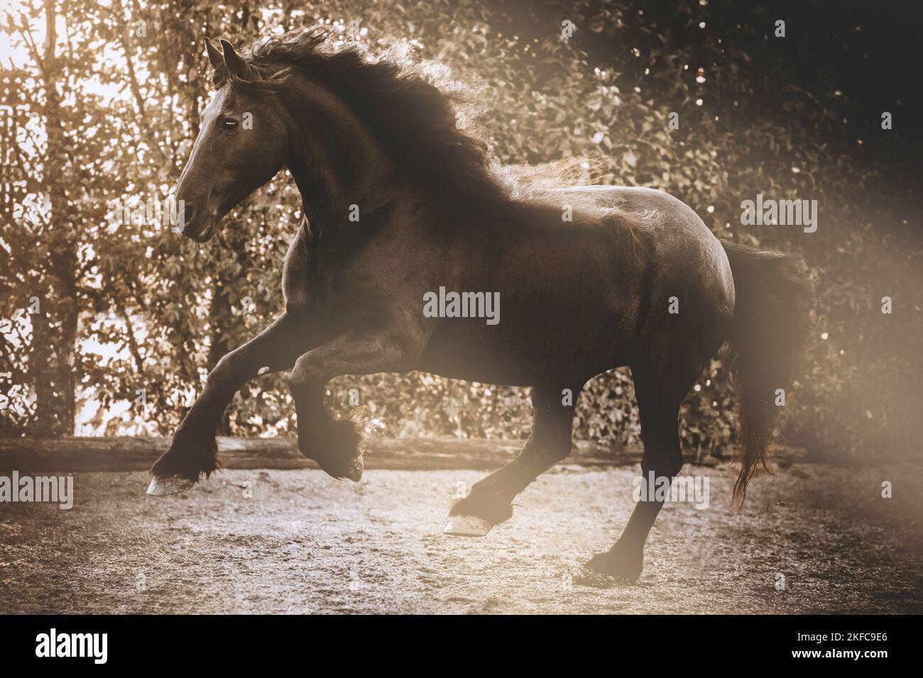 Friesians evening sun hi-res stock photography and images - Alamy