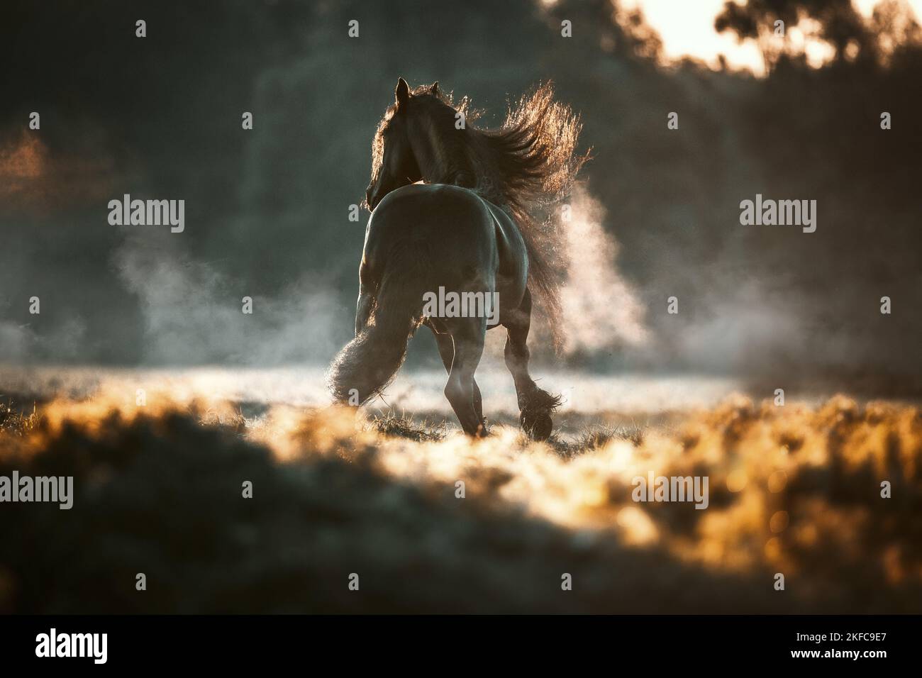 galloping Friesian Horse Stock Photo - Alamy
