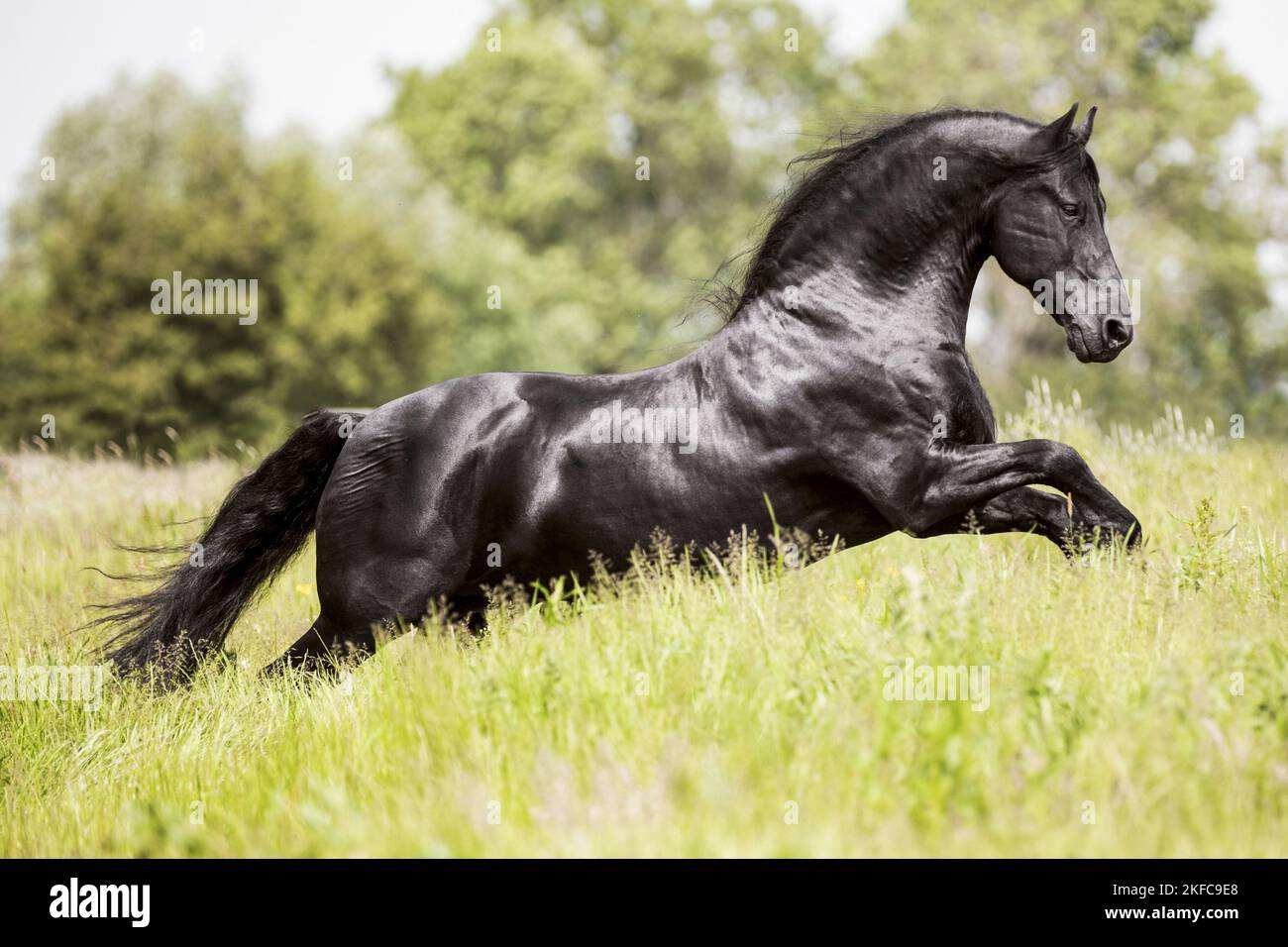 galloping Friesian Horse Stock Photo - Alamy
