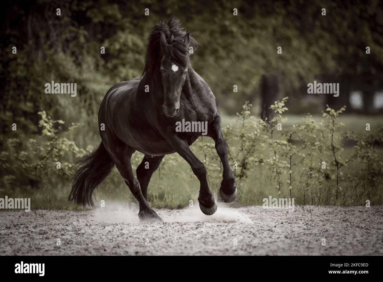 Friesian horse black stallion galloping hi-res stock photography and ...