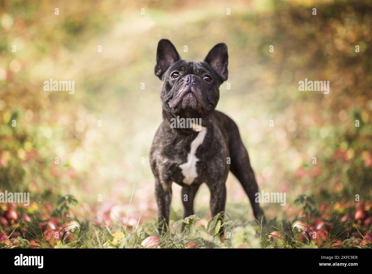 Standing up to a bully hi-res stock photography and images - Alamy