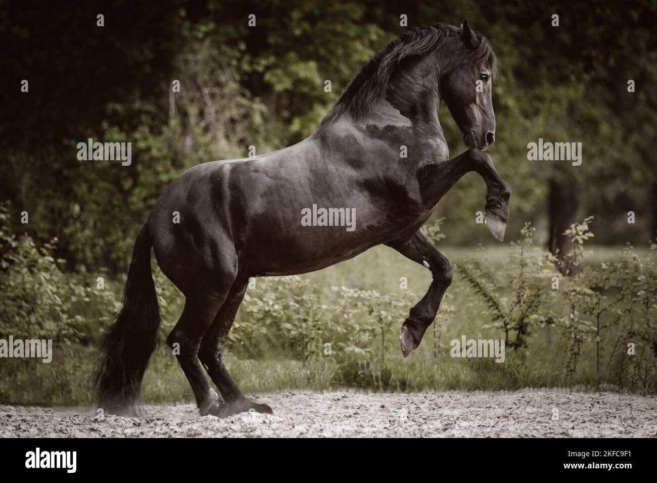 galloping Friesian Horse Stock Photo - Alamy