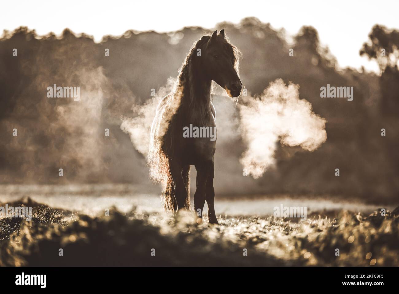 Friesians evening sun hi-res stock photography and images - Alamy