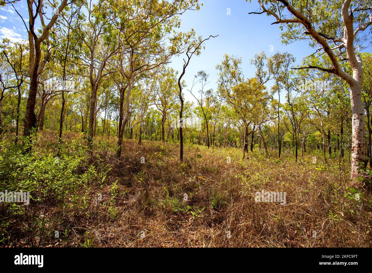 The predominant vegetation is evergreen trees, such as Darwin ...