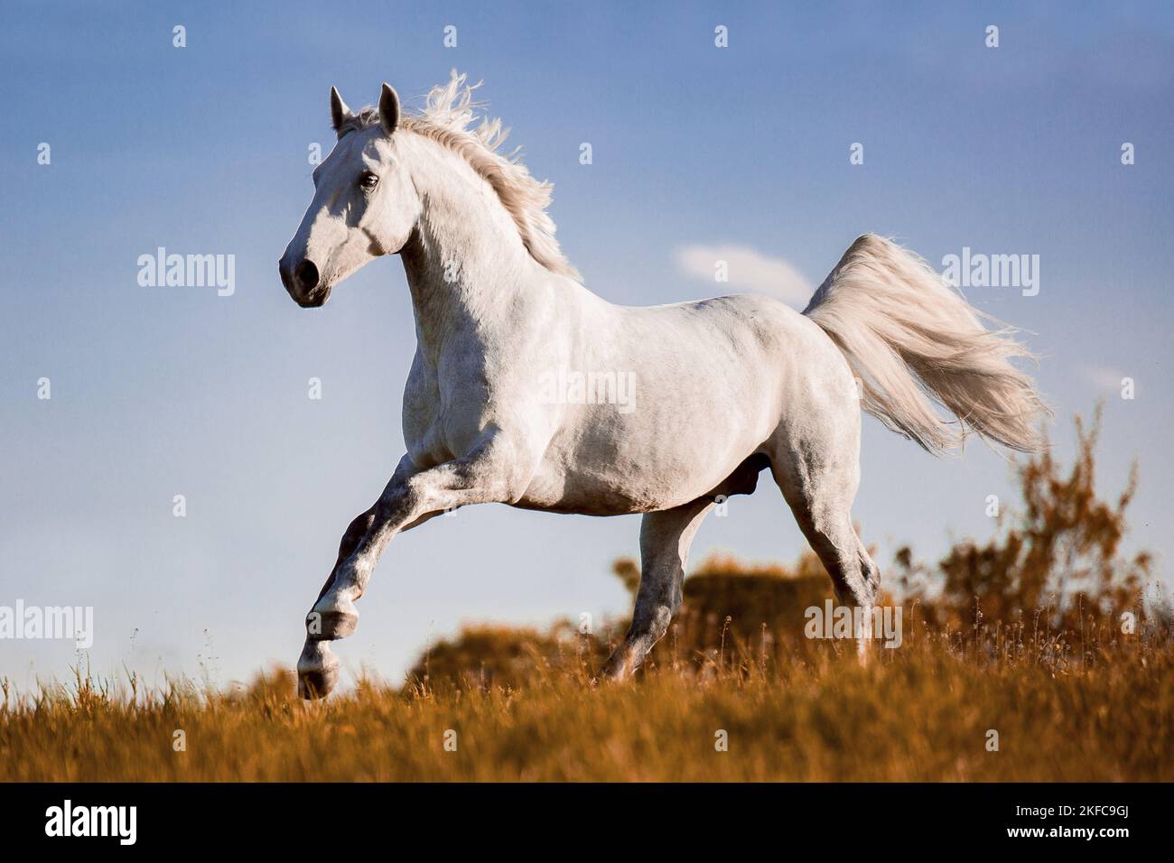 Lipizzaner horses meadow gallop hi-res stock photography and images - Alamy