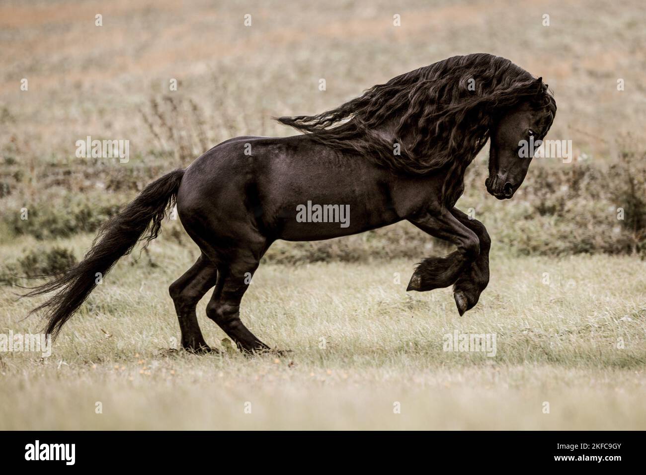 galloping Friesian Horse Stock Photo - Alamy