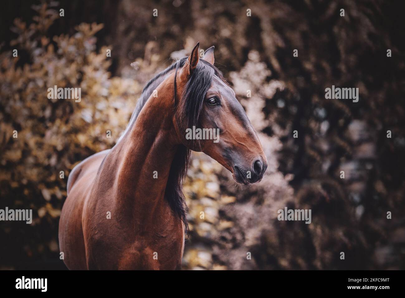 Lusitano stallions hi-res stock photography and images - Alamy