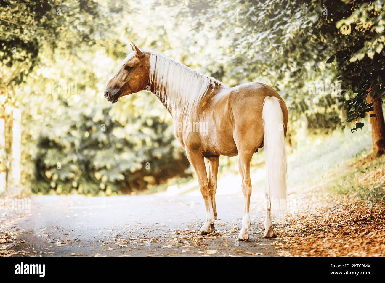 Caballo de paso peruano hi-res stock photography and images - Alamy