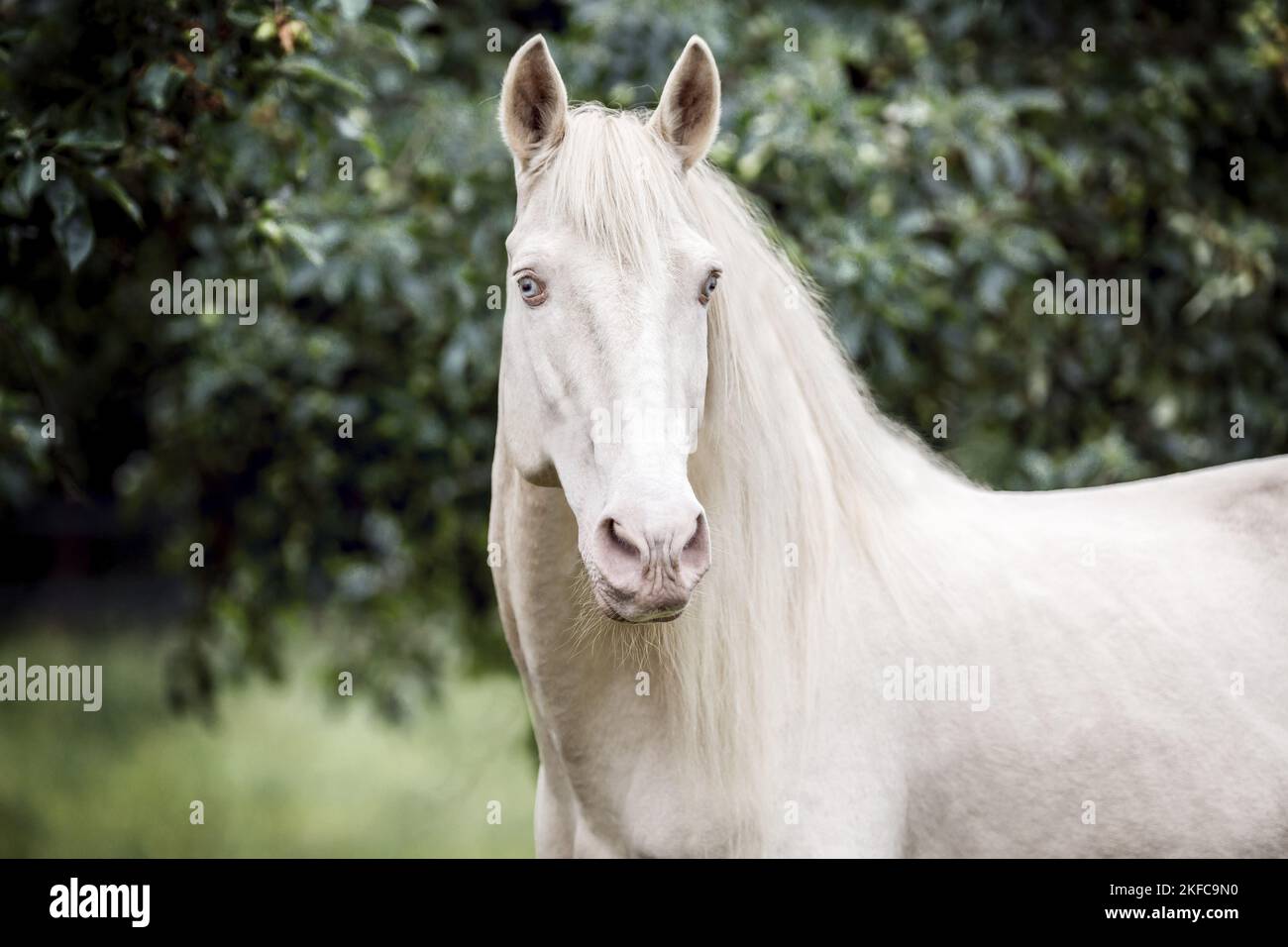 Lusitano horses heads hi-res stock photography and images - Alamy