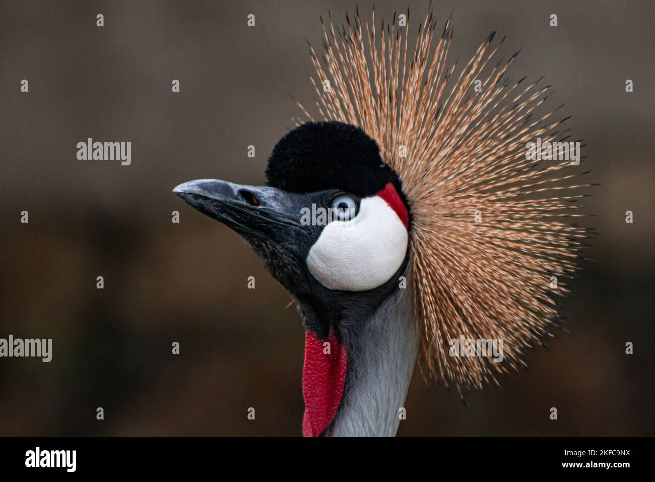 A closeup of a Black-crowned Crane bird face with startled expression ...