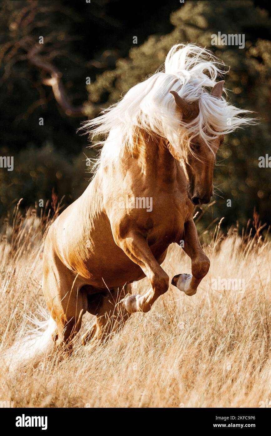 Palomino Horse Bucking