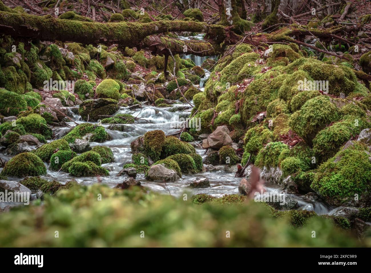 Water flowing through rocks covered with moss in a forest Stock Photo ...