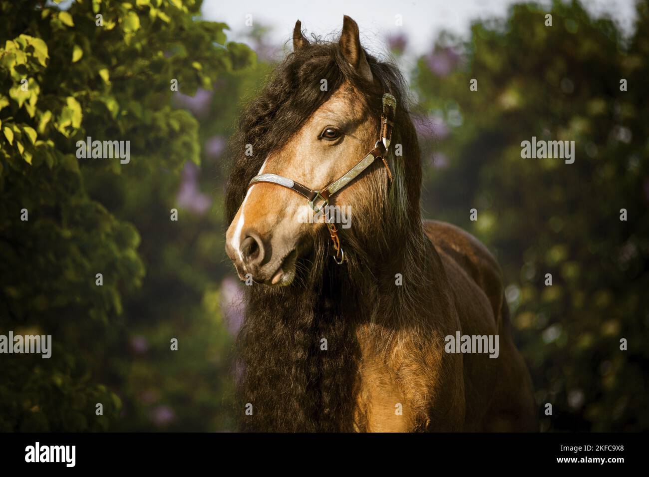 Irish Tinker portrait Stock Photo - Alamy