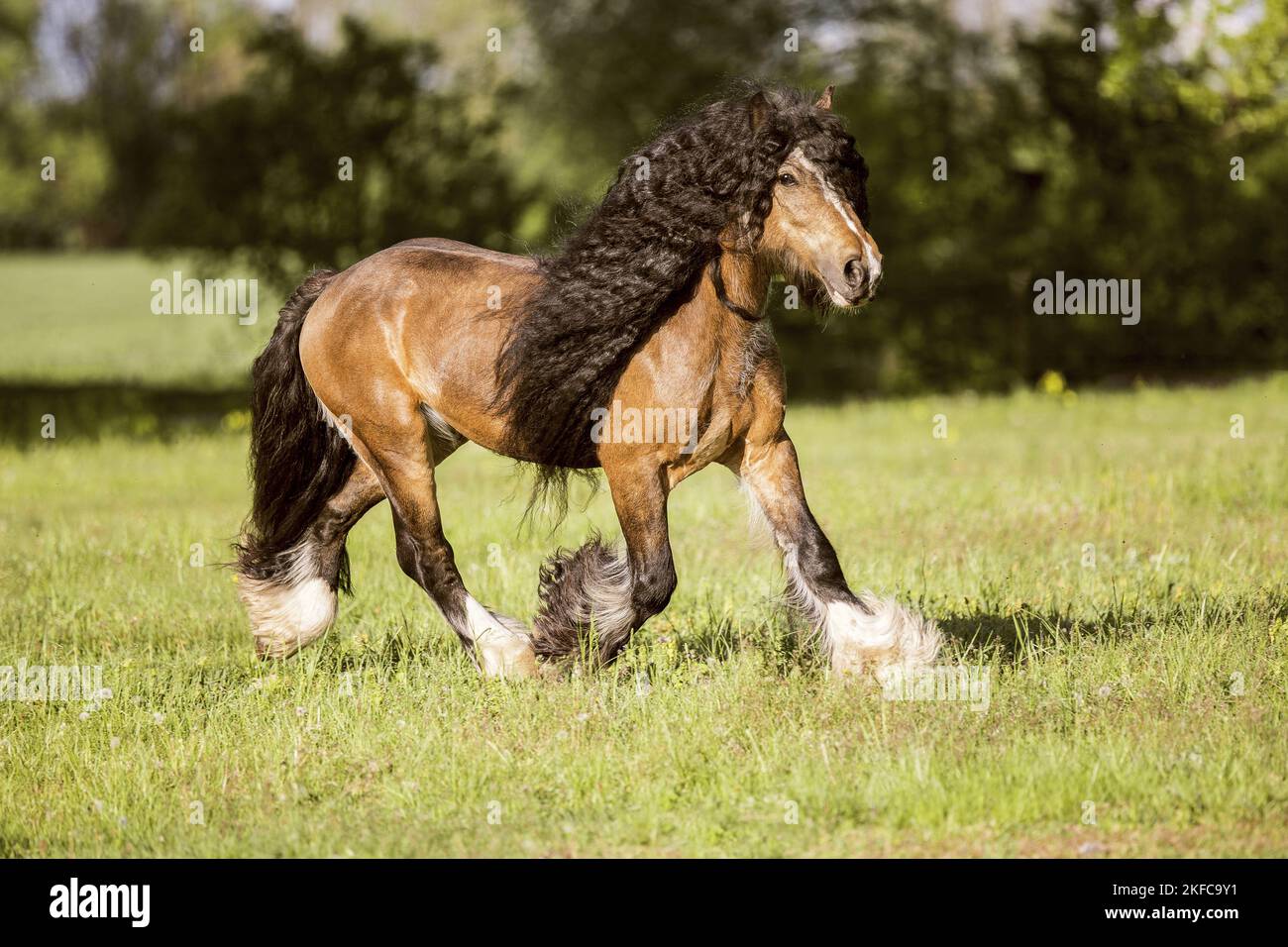 Tinker walks hi-res stock photography and images - Alamy