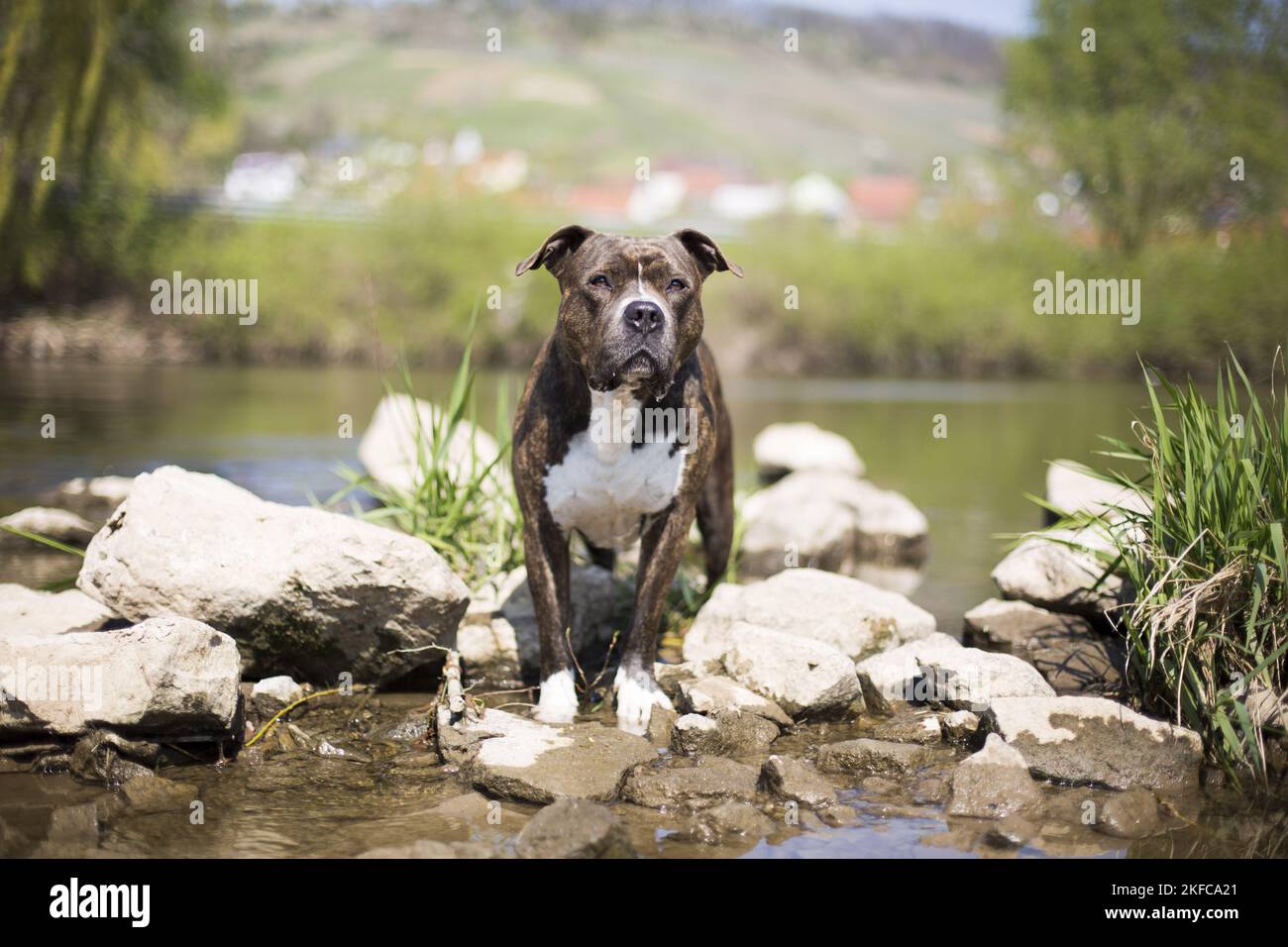 standing American Pit Bull Terrier Stock Photo - Alamy