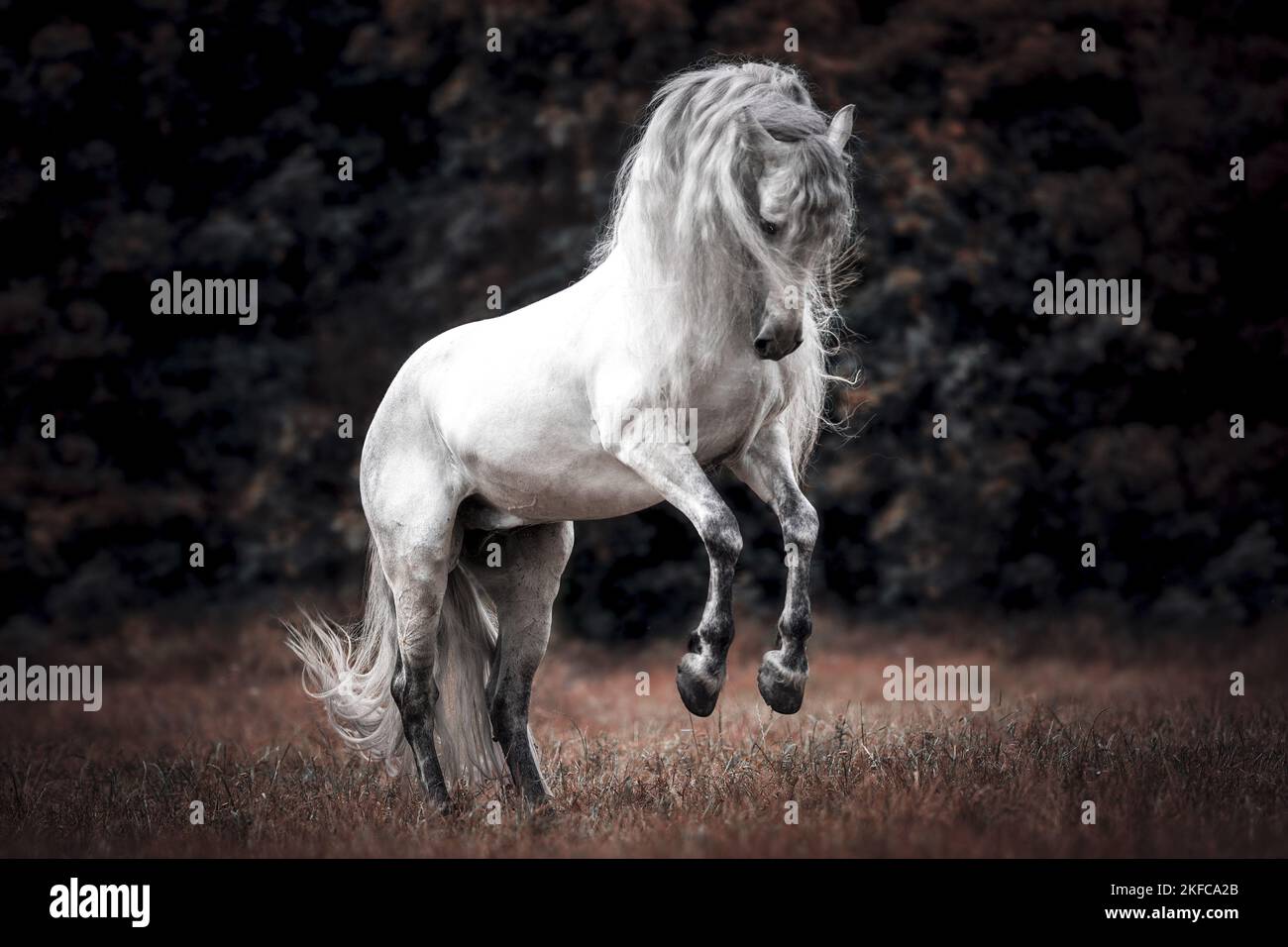 Warlander grey horse hi-res stock photography and images - Alamy