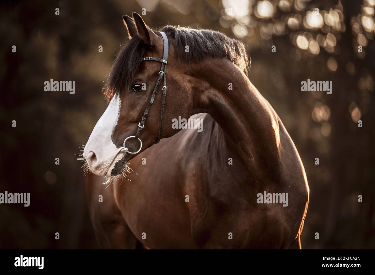 Westphalian bay hi-res stock photography and images - Alamy
