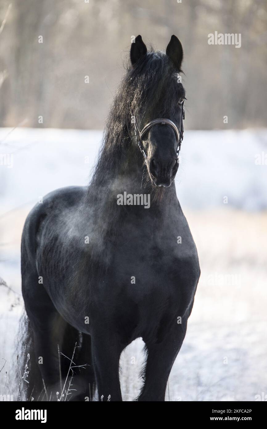 Bridled stallion hi-res stock photography and images - Alamy