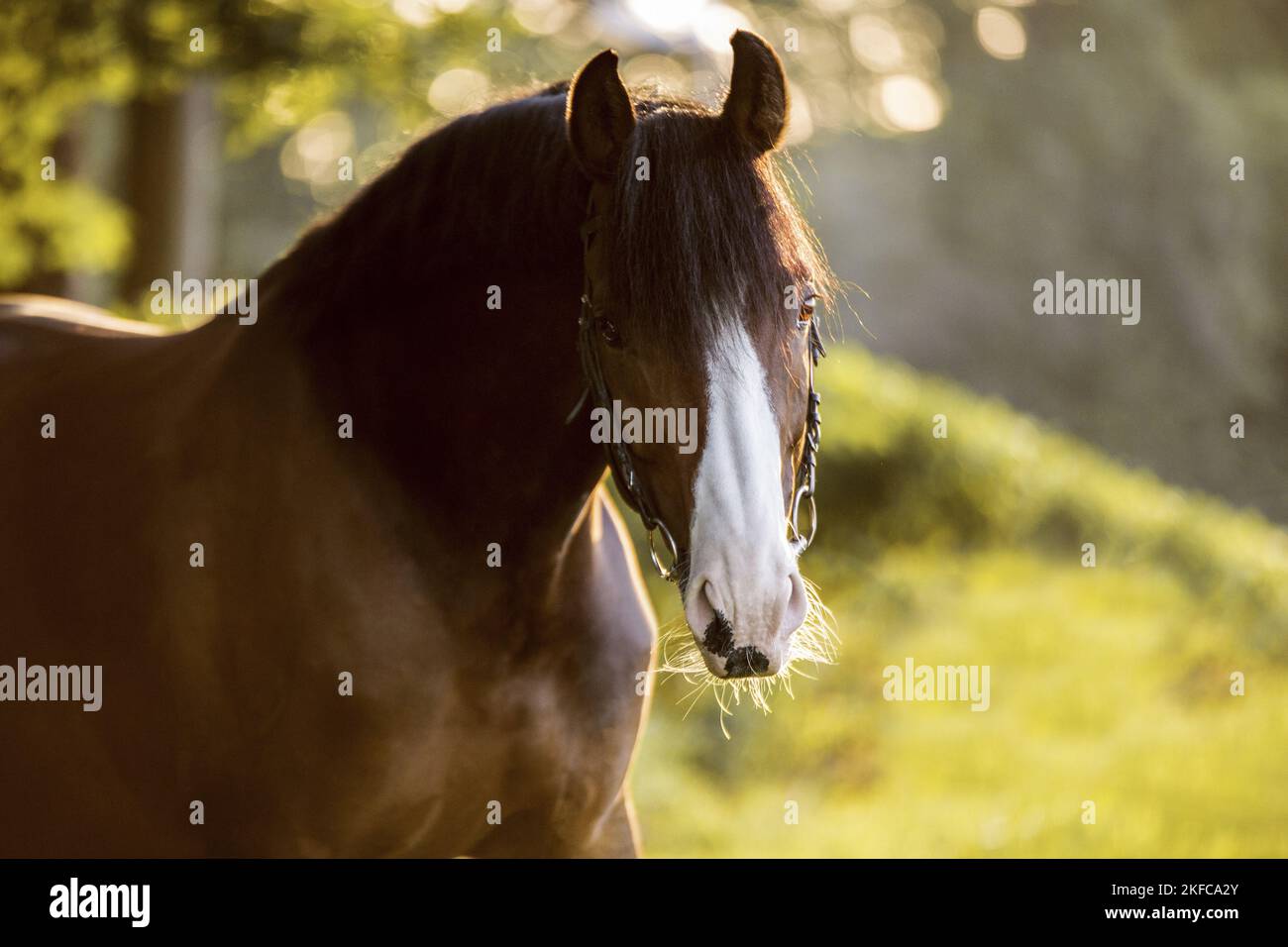 Westphalian bay hi-res stock photography and images - Alamy
