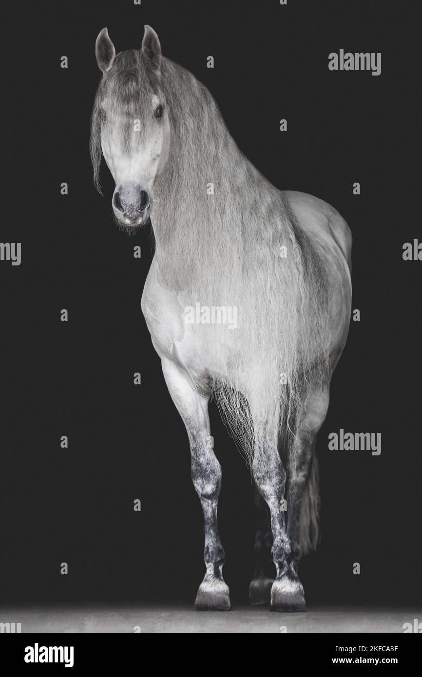 Warlander grey horse hi-res stock photography and images - Alamy
