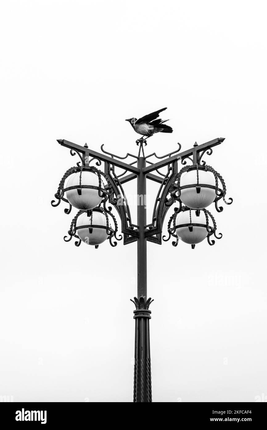Grey crow Black and White Stock Photos & Images - Alamy