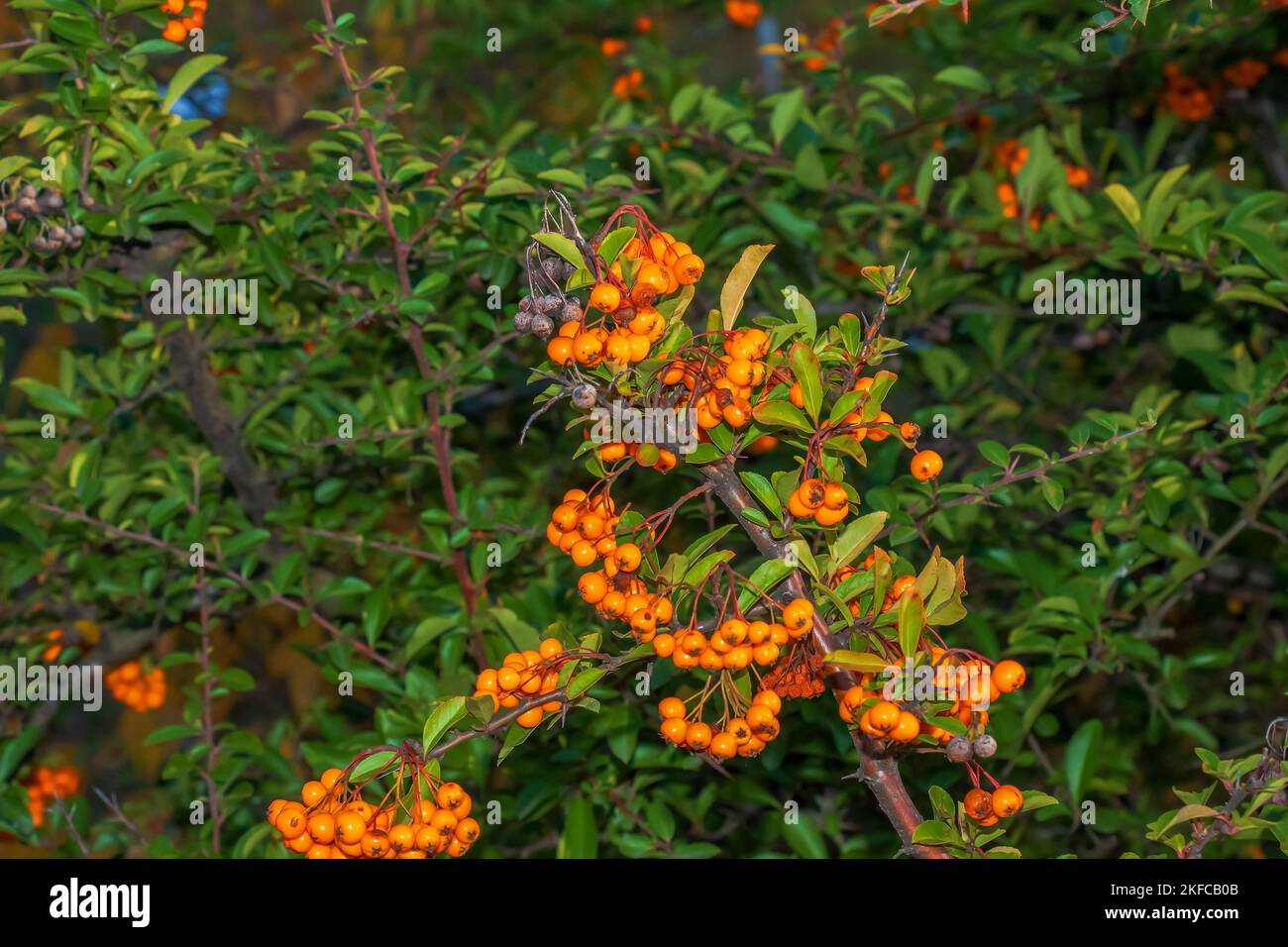 Bright red berries of Pyracantha coccinea, scarlet fiery fruits on a ...