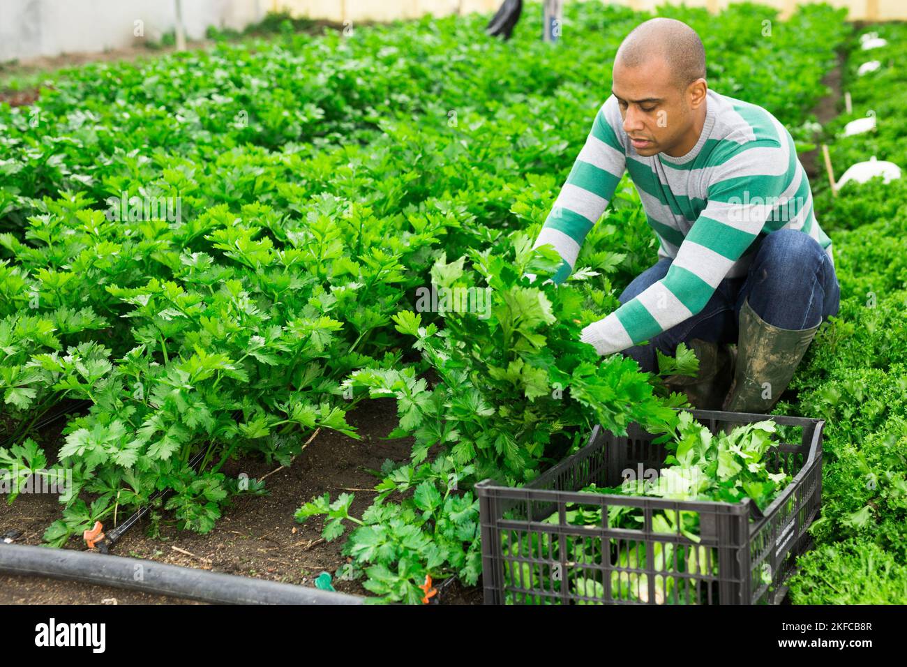 Latin american male farmer in a greenhouse is harvesting celery Stock ...