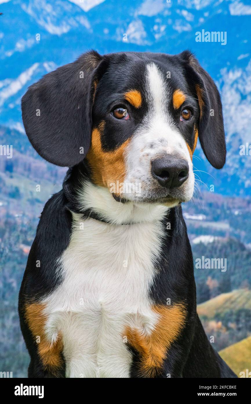 Entlebucher Mountain Dog portrait Stock Photo - Alamy