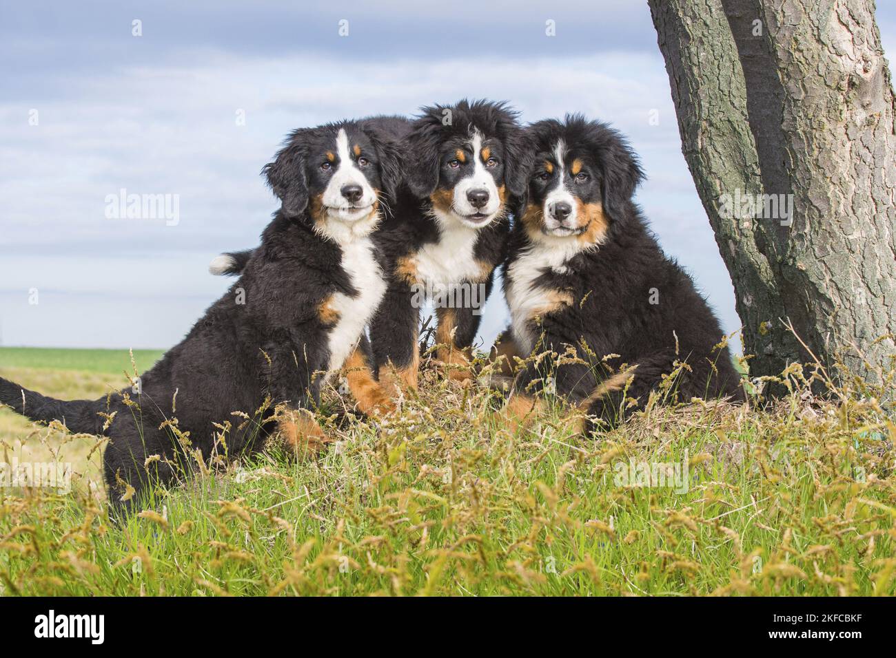 Long eared dogs hi-res stock photography and images - Alamy