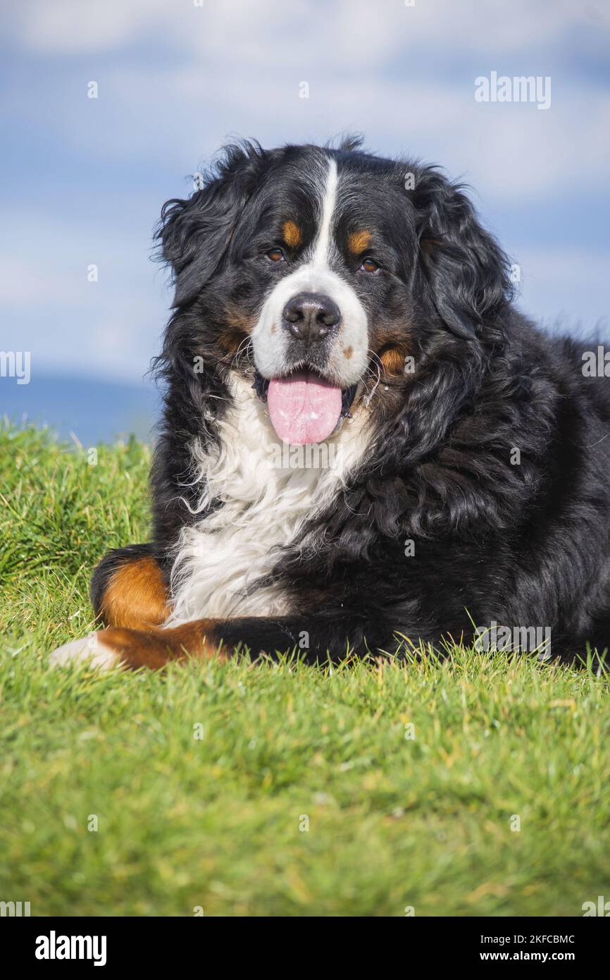 Crossed paws of a dog hi-res stock photography and images - Alamy