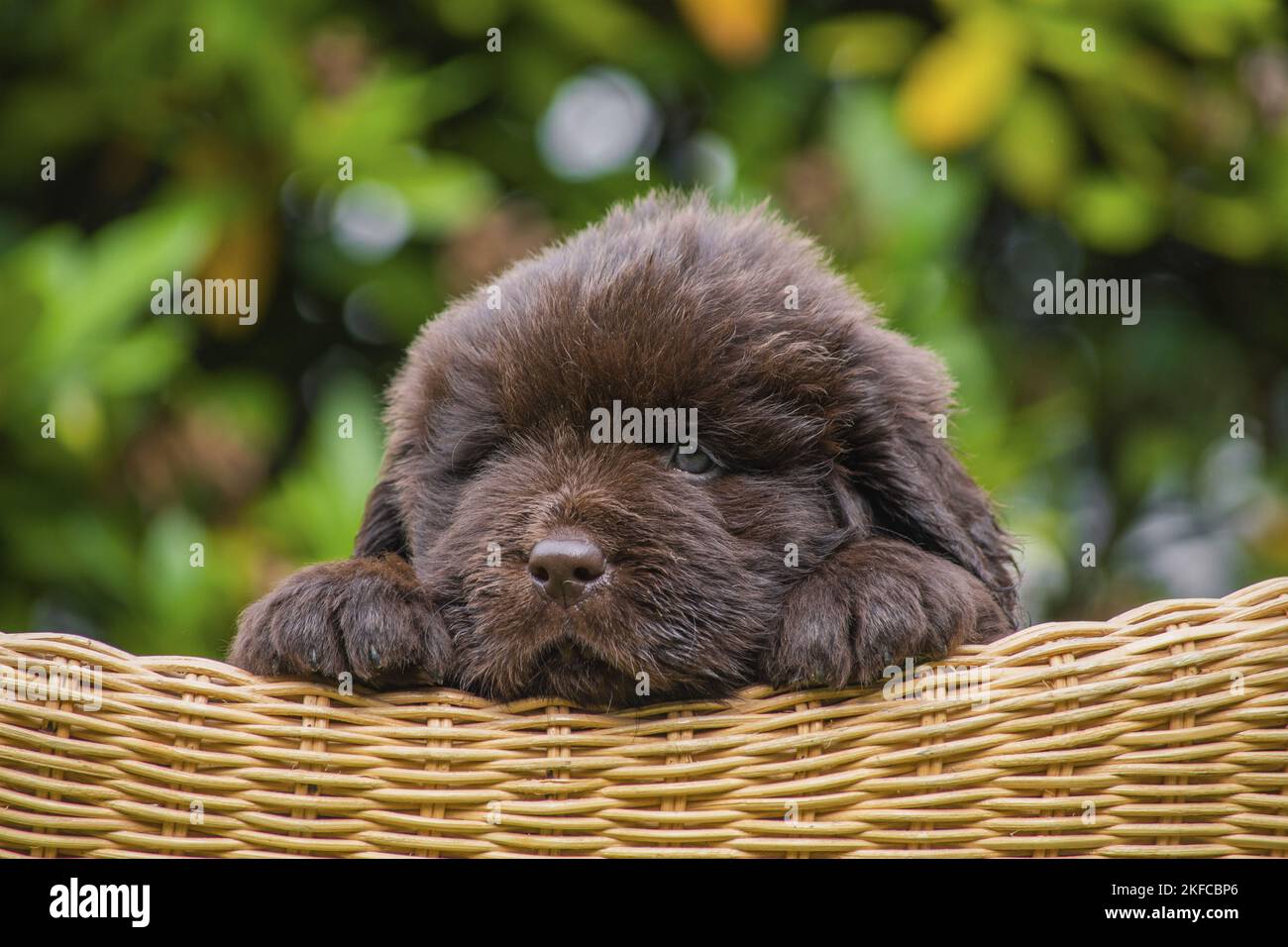Newfoundland dog paw hi-res stock photography and images - Alamy