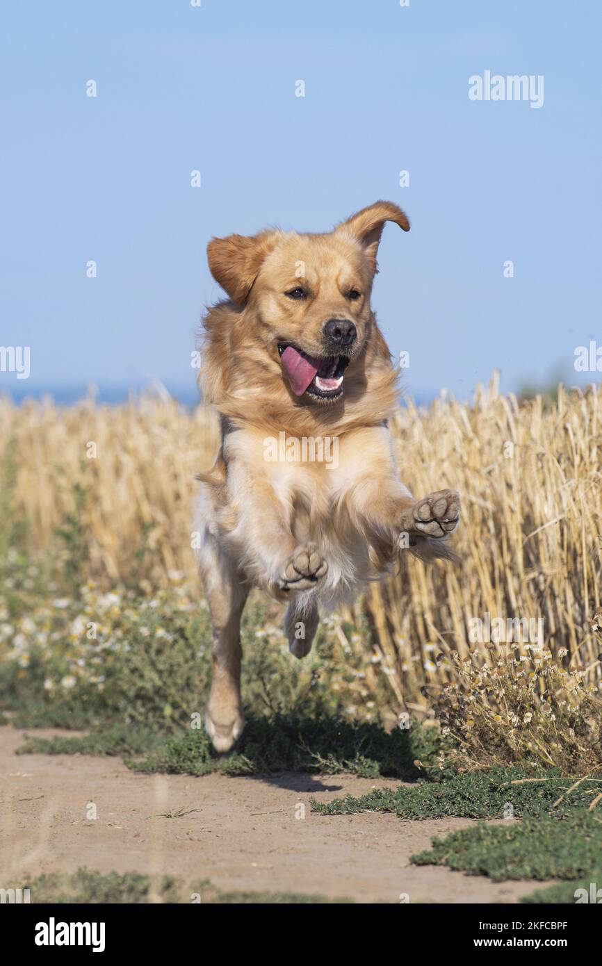 running Golden Retriever Stock Photo - Alamy