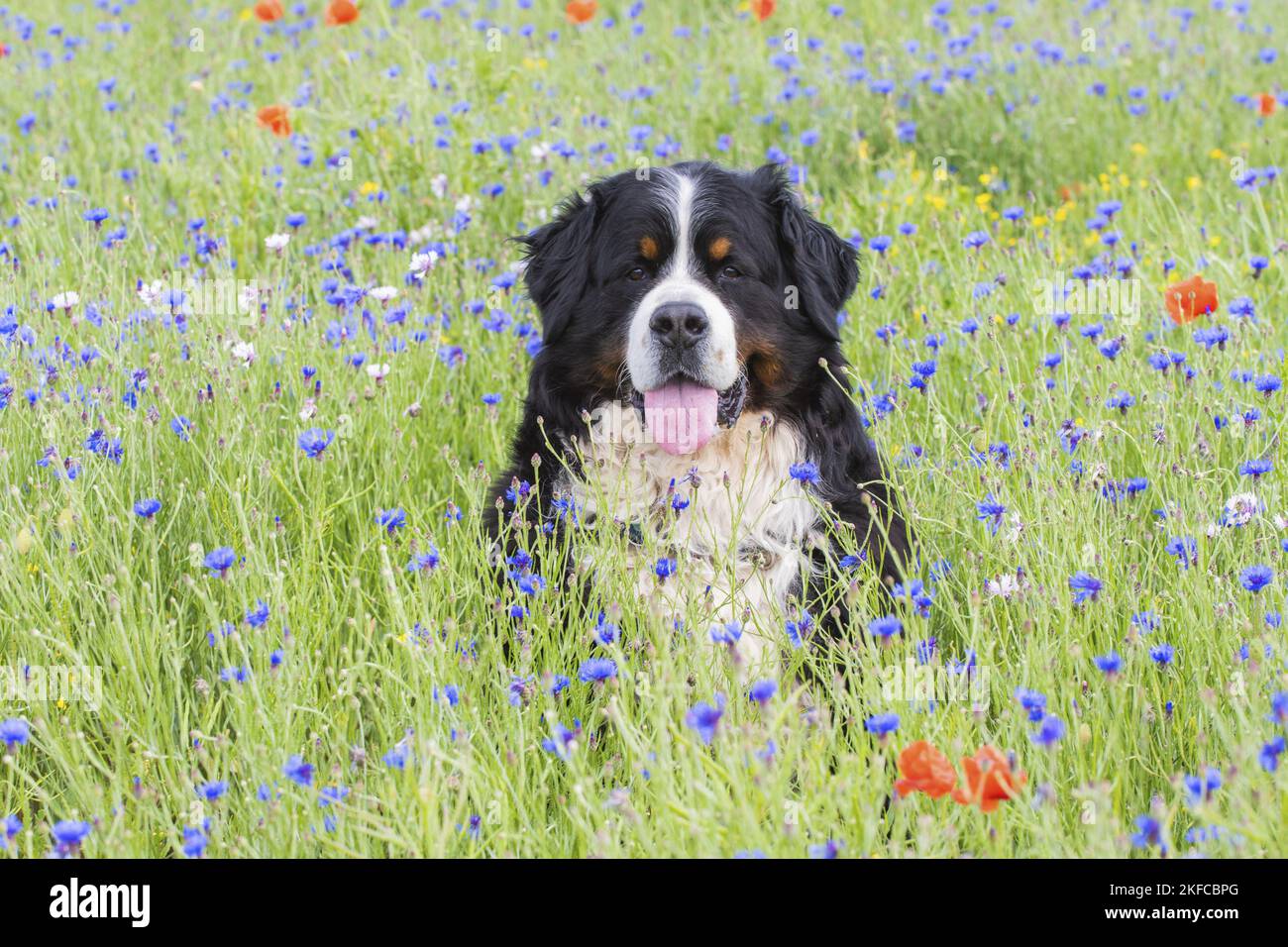 Large corn field mountain hi-res stock photography and images - Alamy