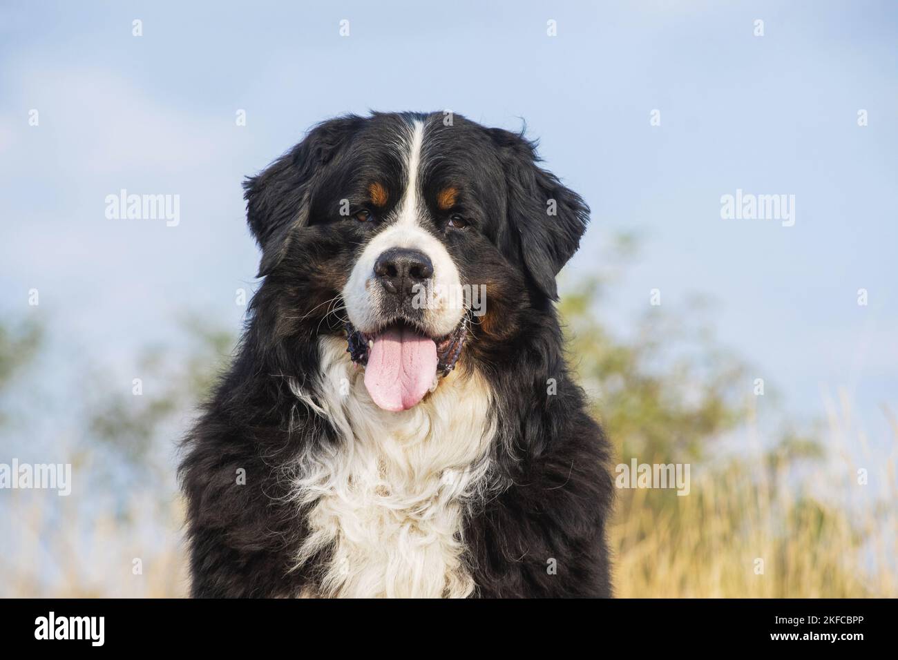 Bernese Mountain Dog portrait Stock Photo - Alamy