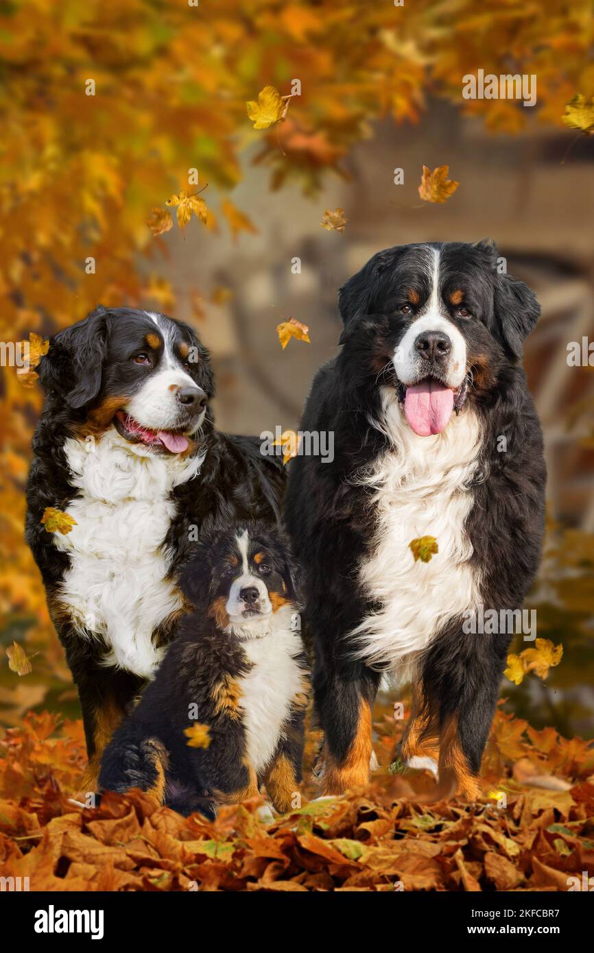 Photoshopped dogs hi-res stock photography and images - Alamy