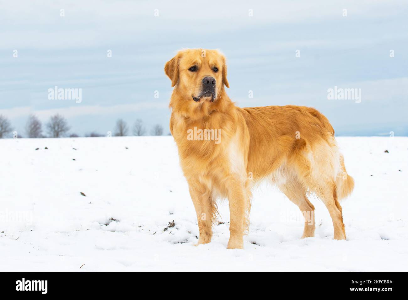 standing Golden Retriever Stock Photo - Alamy