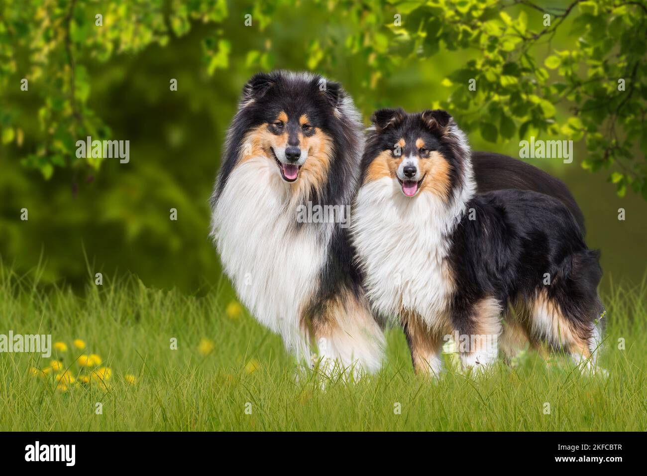 two tricolour Collies Stock Photo - Alamy