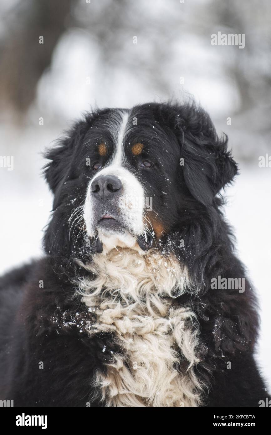 Bernese mountain dog portrait Stock Photo - Alamy