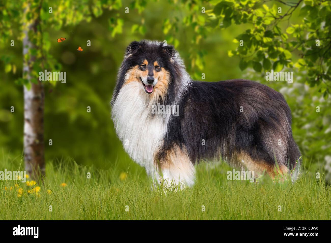 Photoshopped dogs hi-res stock photography and images - Alamy