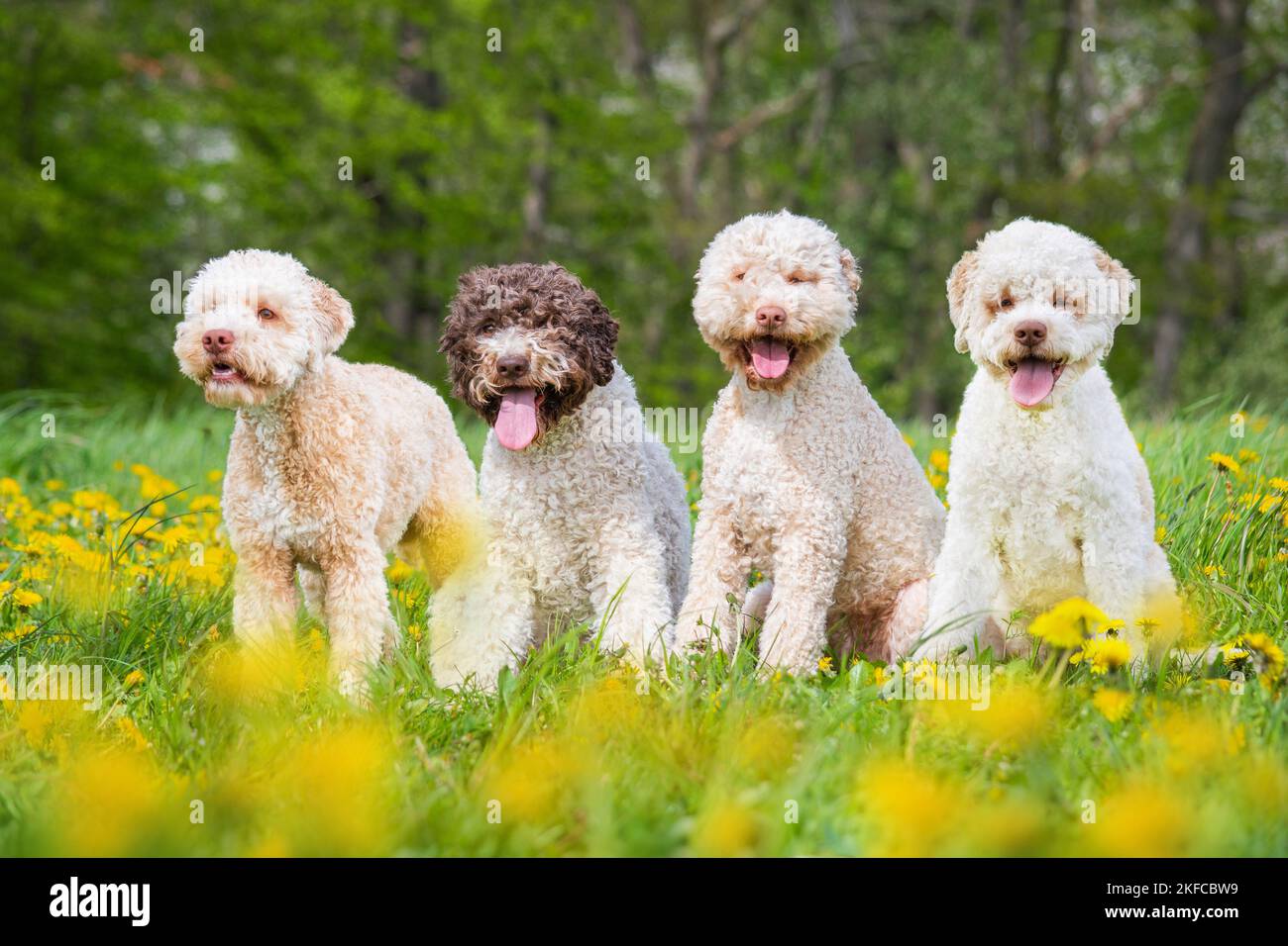 Dog lagotto romagnolo truffle beige hi-res stock photography and images ...