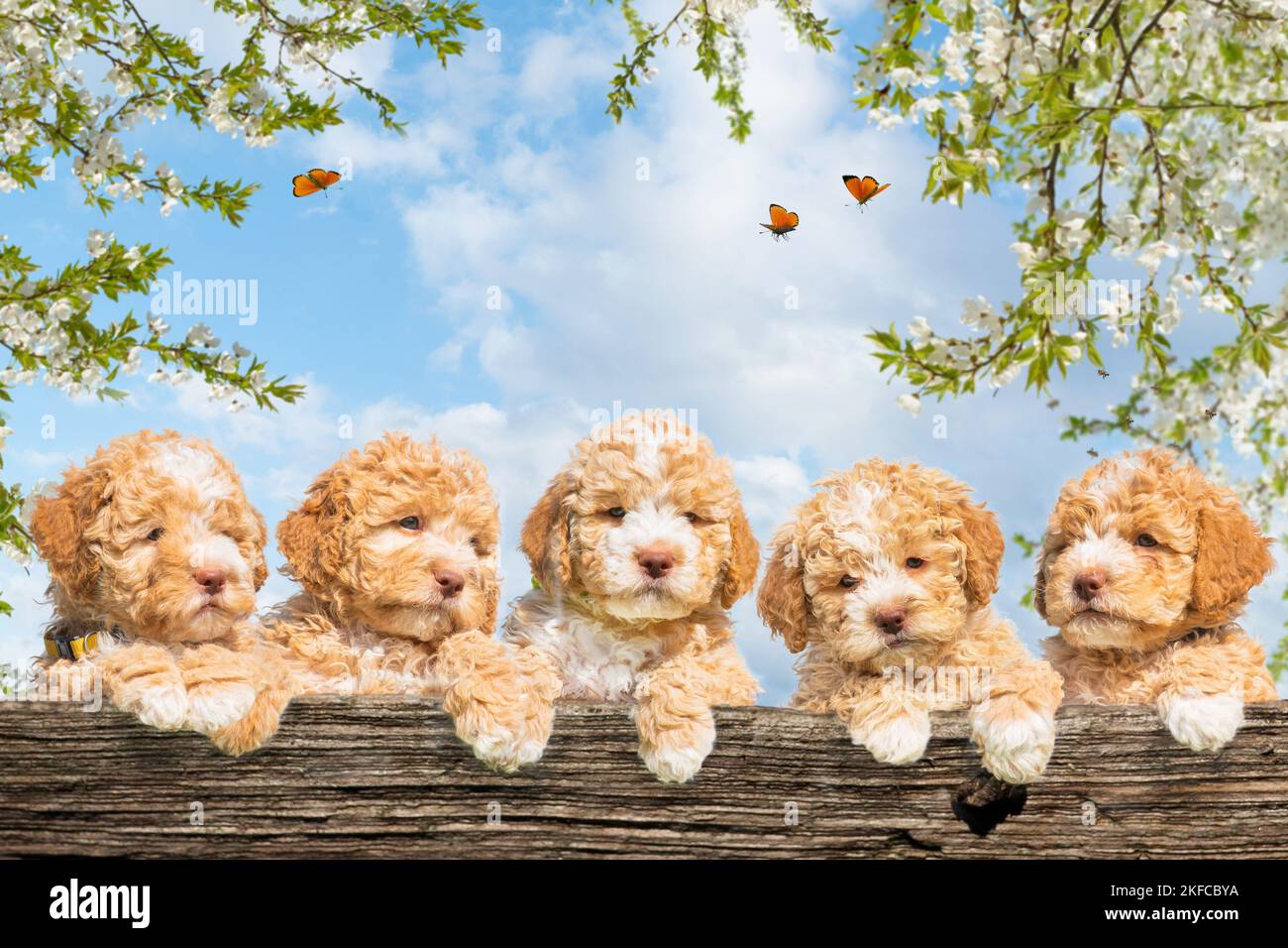 Lagotto Romagnolo Puppies Stock Photo - Alamy