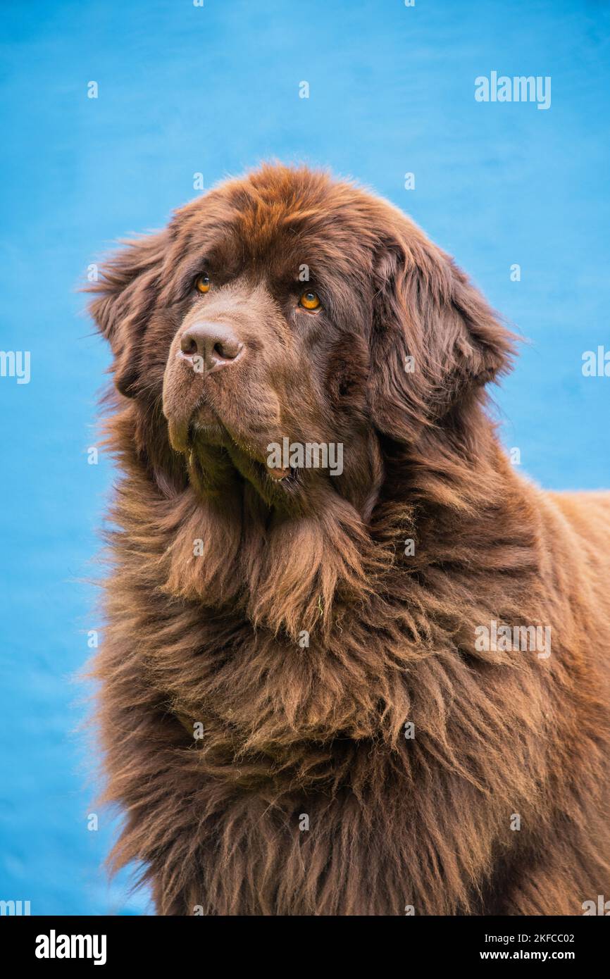 Newfoundland Dog Portrait Stock Photo - Alamy