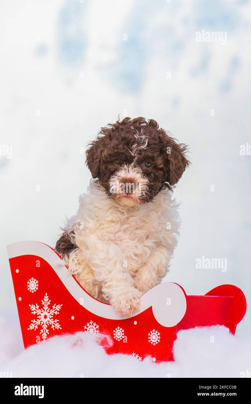 Lagotto Romagnolo Puppy Stock Photo - Alamy