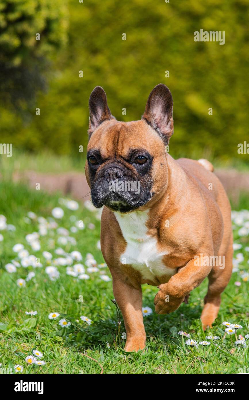 female French Bulldog Stock Photo - Alamy