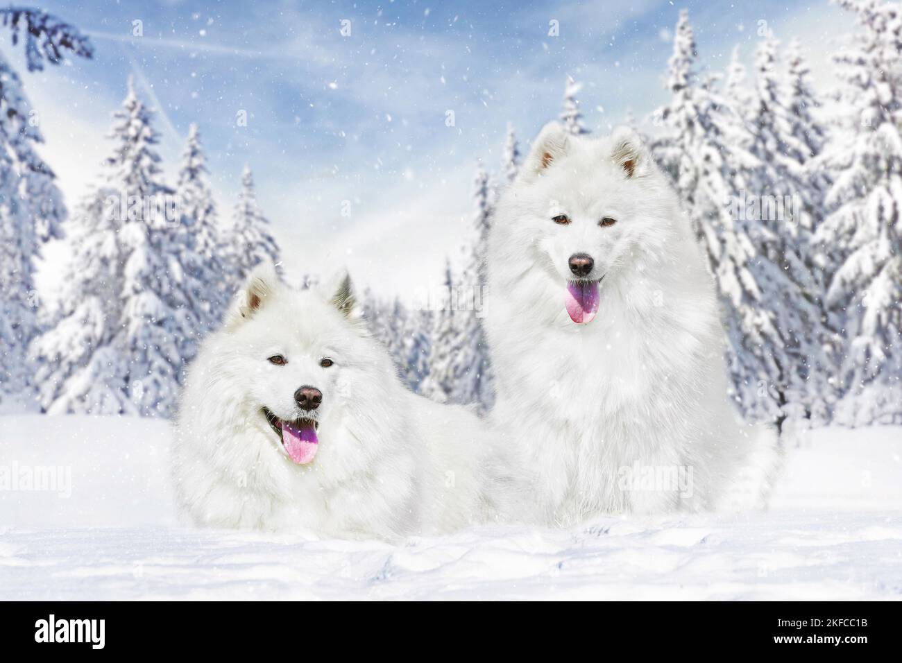 Nature of samoyeds hi-res stock photography and images - Alamy