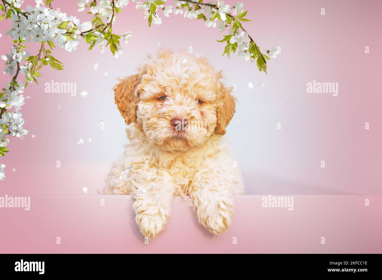 Lagotto Romagnolo Puppy Stock Photo - Alamy