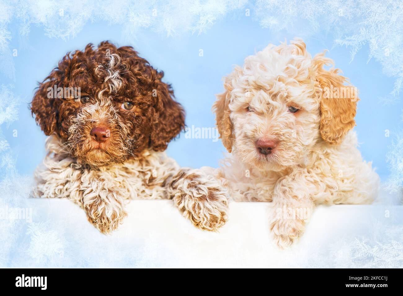 Lagotto Romagnolo Puppys Stock Photo - Alamy