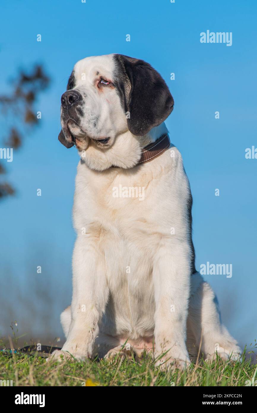 young Saint Bernard Stock Photo - Alamy