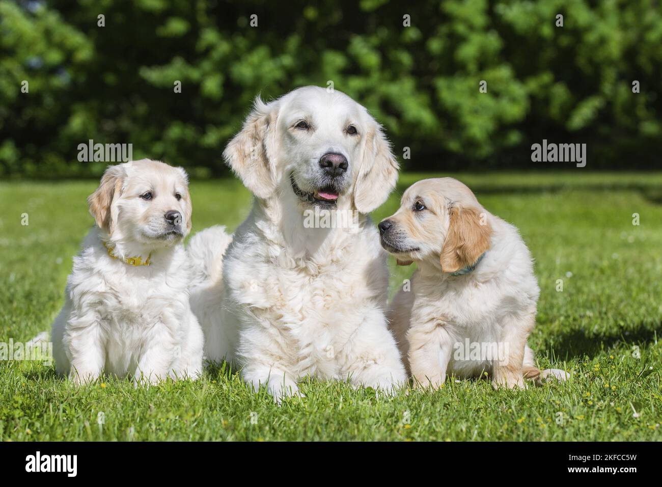 3 golden retrievers hi-res stock photography and images - Alamy
